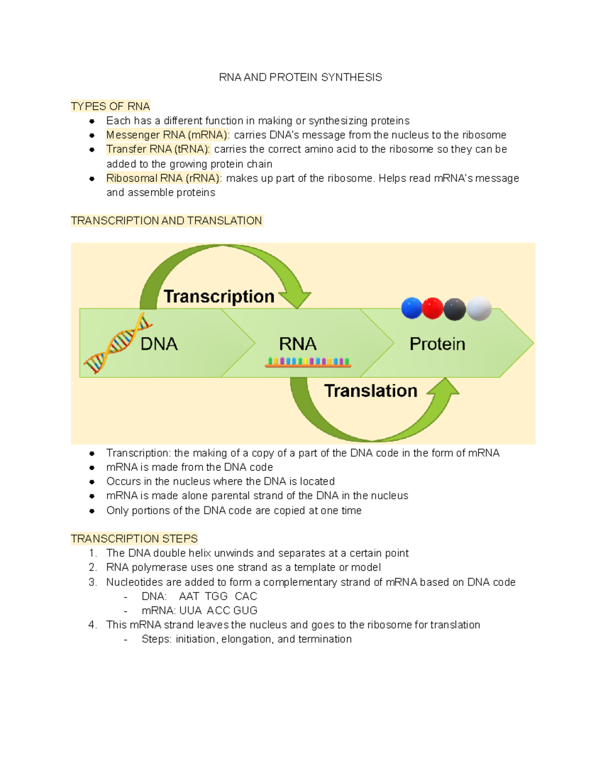 RNA AND Protein Synthesis - RNA AND PROTEIN SYNTHESIS TYPES OF RNA Each ...