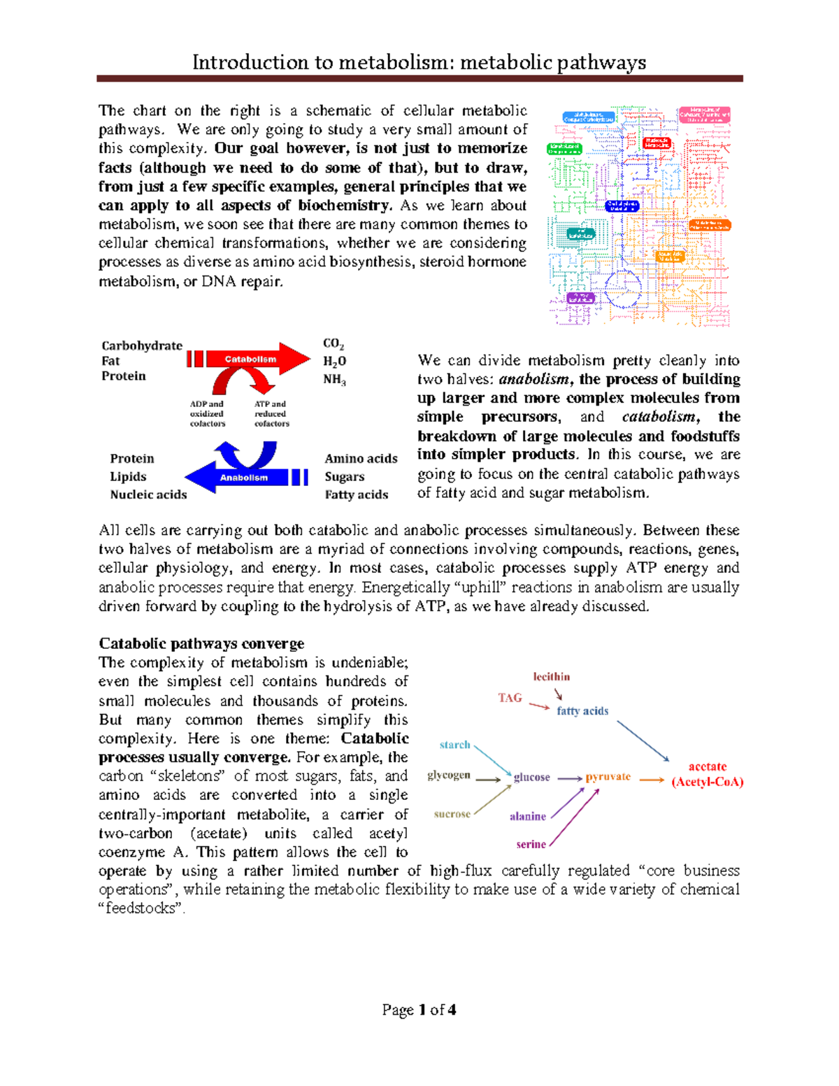 Metabolic pathways (new S16) - The chart on the right is a schematic of ...