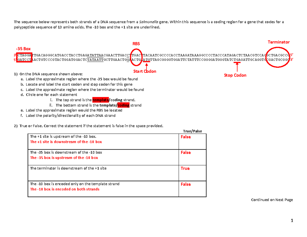 Practice Transcription and Translation Worksheet - Answer Key - 1 5’ 5 ...
