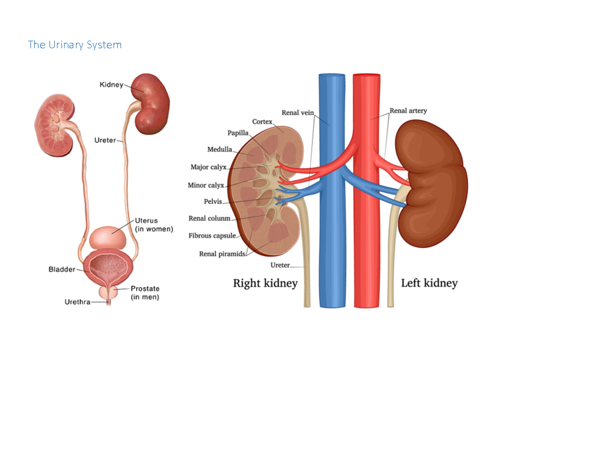 Renal Study Guide - The Urinary System Kidneys Proximal tube: actively REabsorbs Na, glucose ...