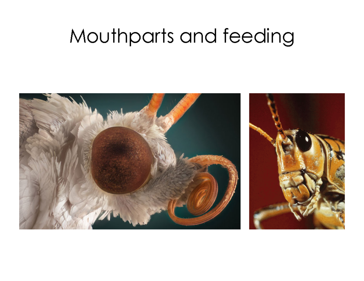 Lecture 2 - Mouthparts and feeding 2023-08-25 13 39 57 - Mouthparts and ...