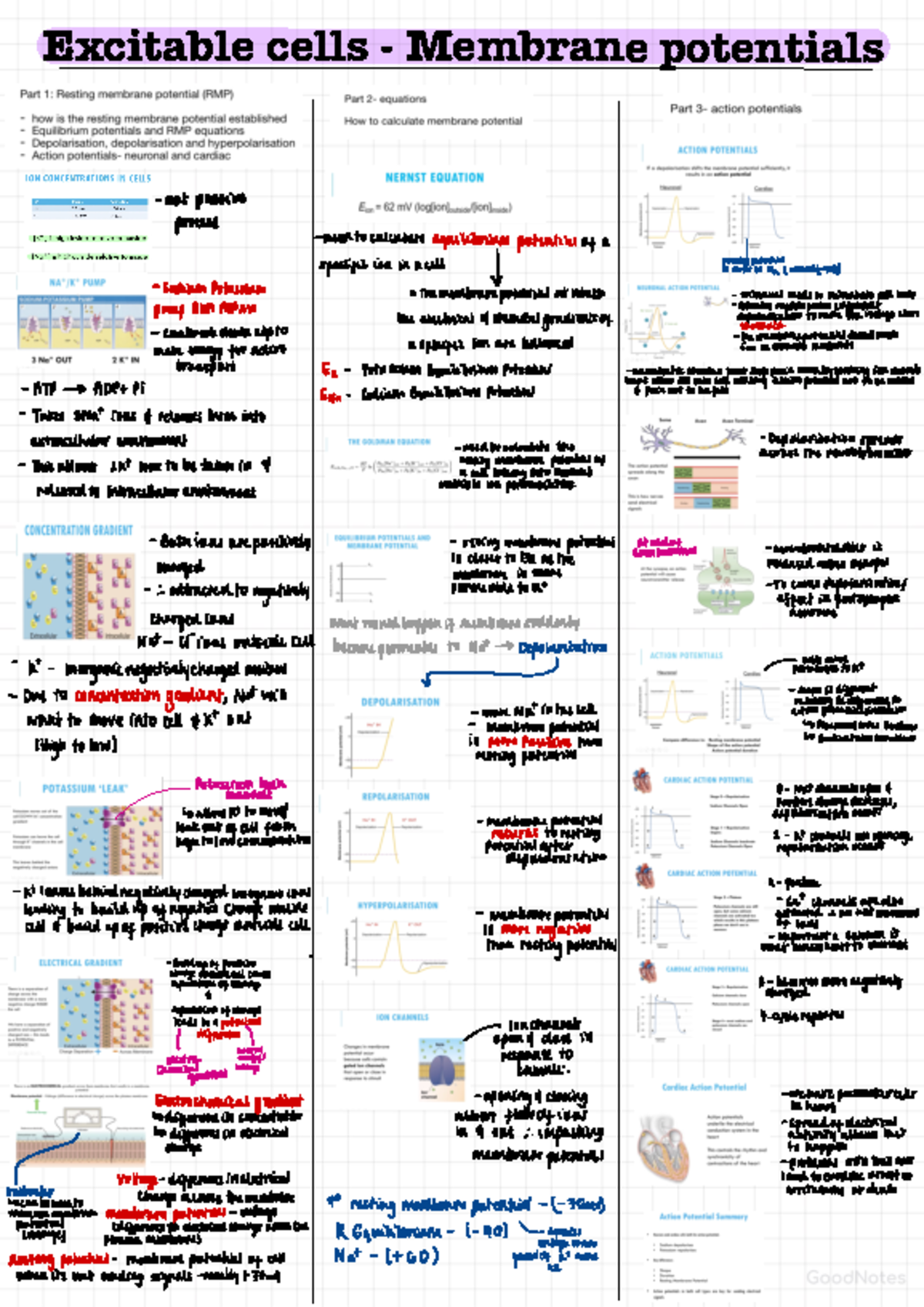 15. Excitable Cells - Lecture notes - Excitable cells - Membrane ...