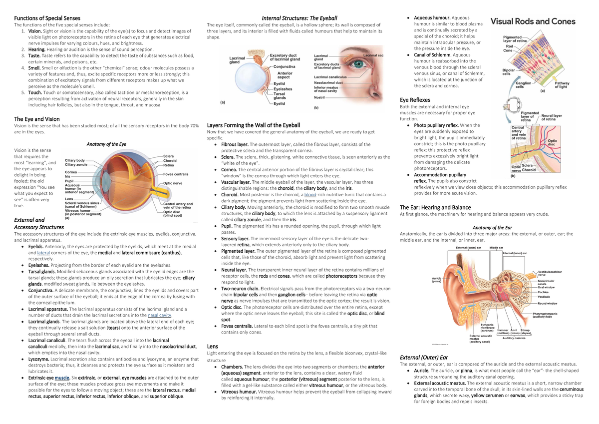 Functions of Special Senses - Vision. Sight or vision is the capability ...