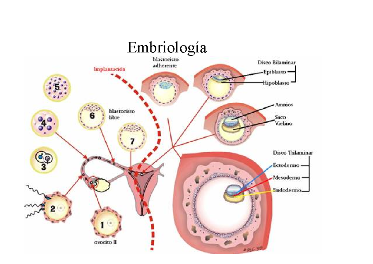 Teóricos-Neurobiología - Embriología Morula 18 Días Formación de la ...