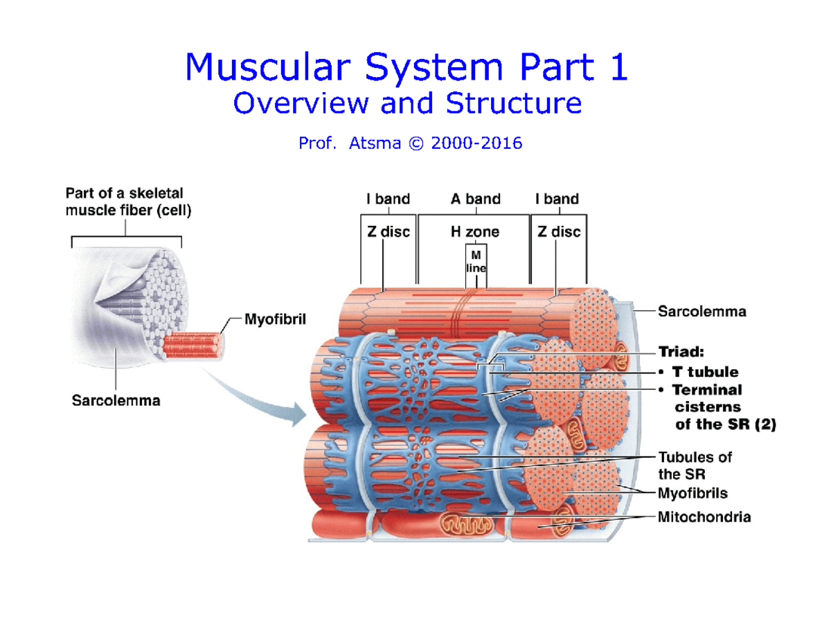 105 Muscle Lecture Part 1 - Muscular System Part 1 Overview and ...