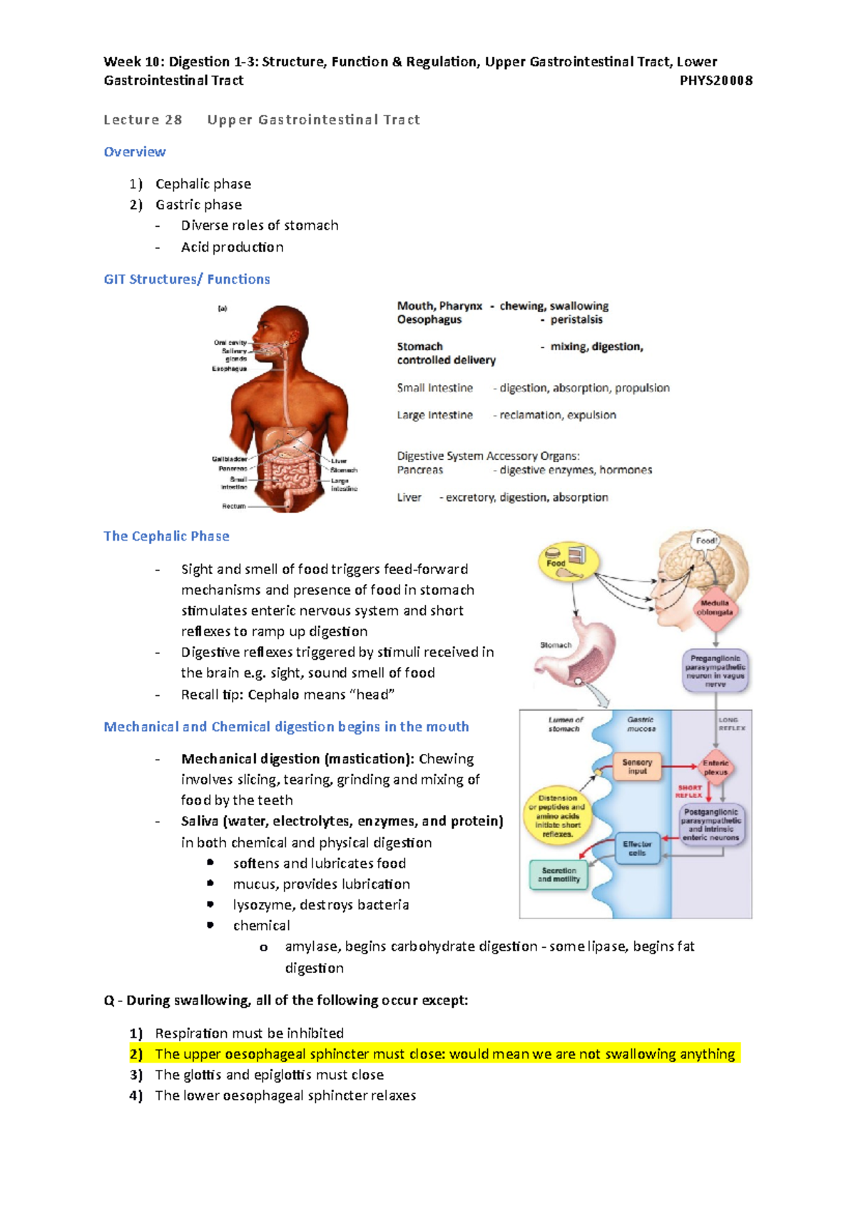 Lecture 28 - Digestive 2 (Upper Gastrointestinal Tract ...