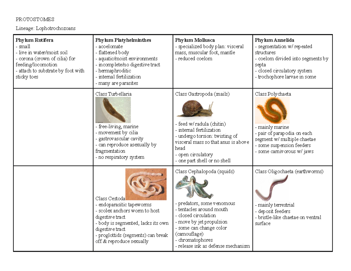 Phylum Studyguide - (BIO 106) - PROTOSTOMES Lineage: Lophotrochozoans ...