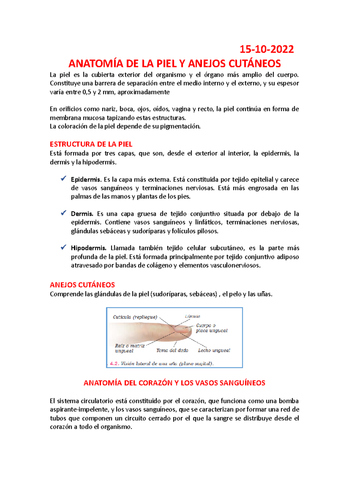 (2) Anatomía DE LA PIEL Y Anejos Cutáneos 15-10-2022 - 15-10- ANATOMÍA ...
