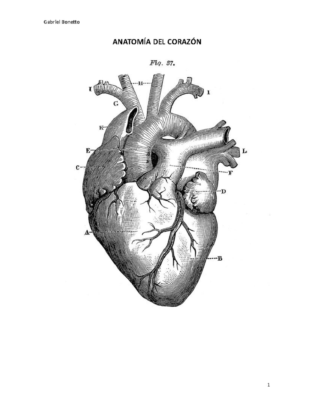 Anatomía-DEL- Corazón - ANATOMÍA DEL CORAZÓN INTRODUCCIÓN ...