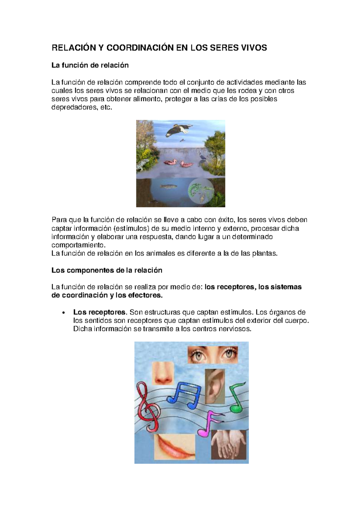 Relación y coordinacion en los seres vivos - RELACIÓN Y COORDINACIÓN EN LOS SERES VIVOS La ...