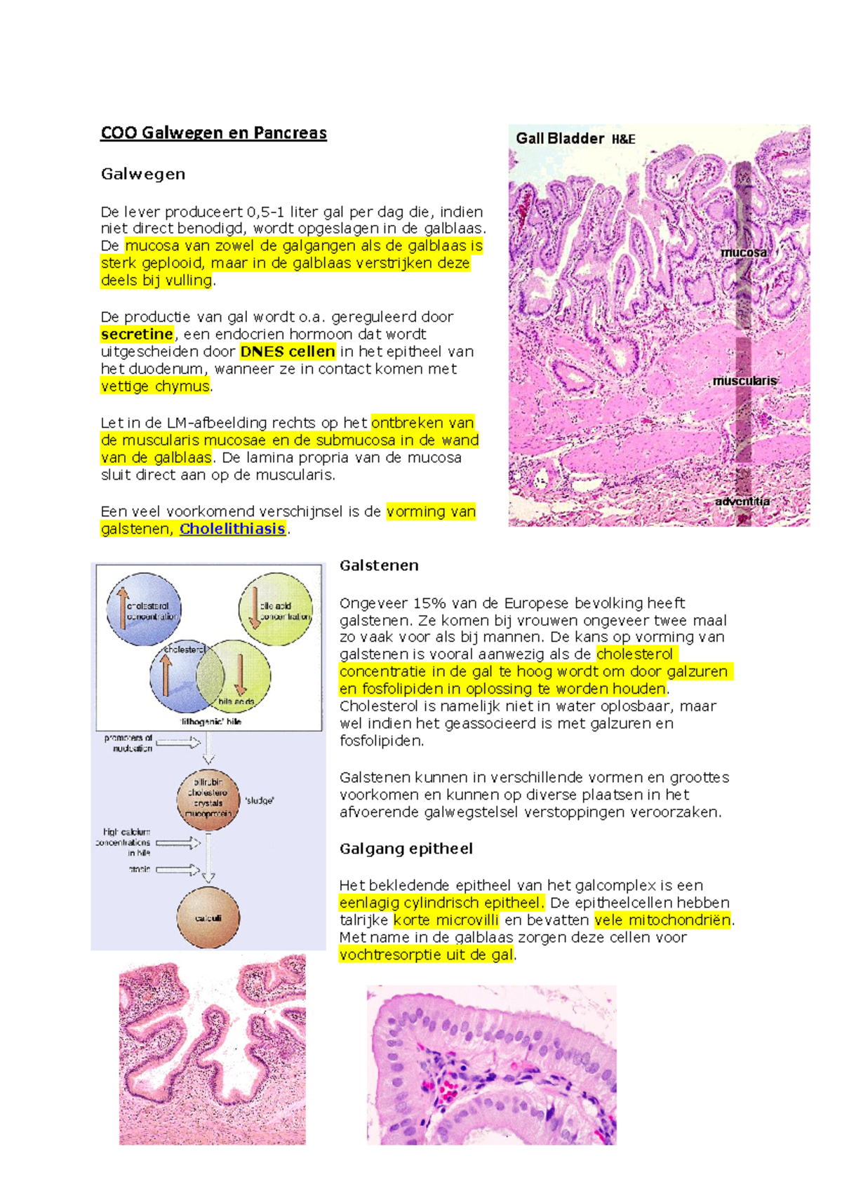COO Galwegen en Pancreas - De mucosa van zowel de galgangen als de ...