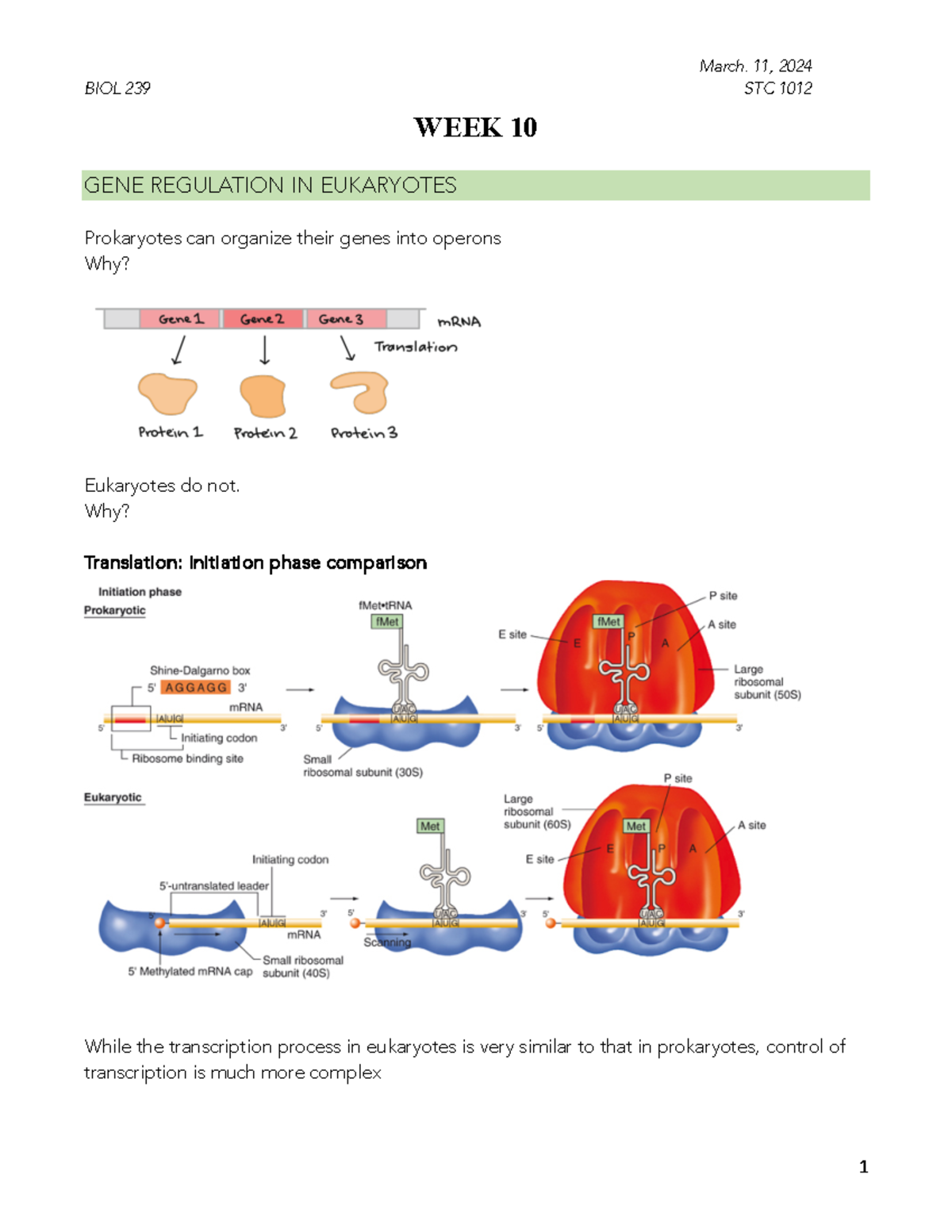 WEEK 10 - Week 10 lecture notes - BIOL 239 STC 1012 WEEK 10 GENE ...