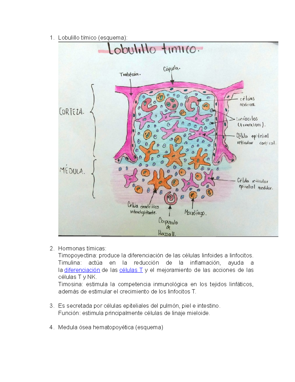 Tarea 5 - anatomía de órganos linfoides - Lobulillo tímico (esquema ...