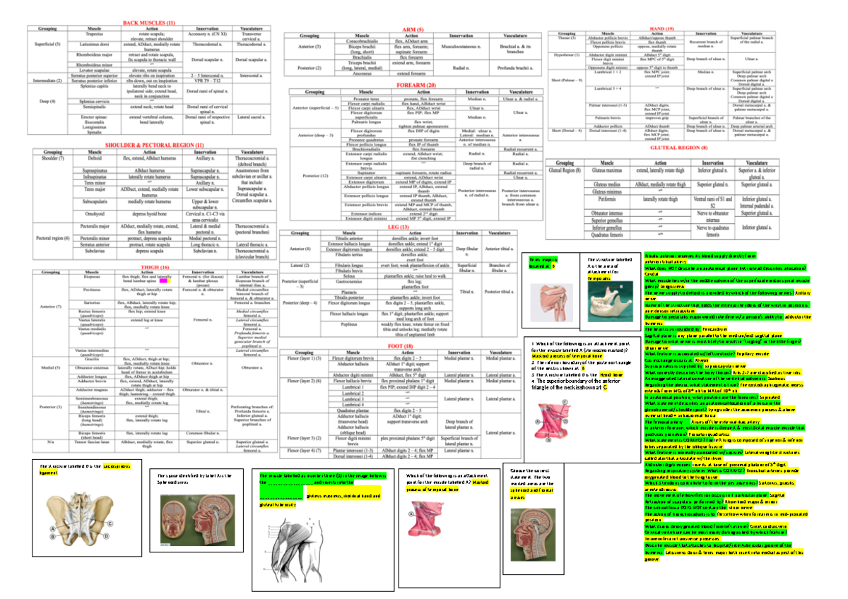 Sum anatomy - good - Tibialis anterior receives its blood supply ...