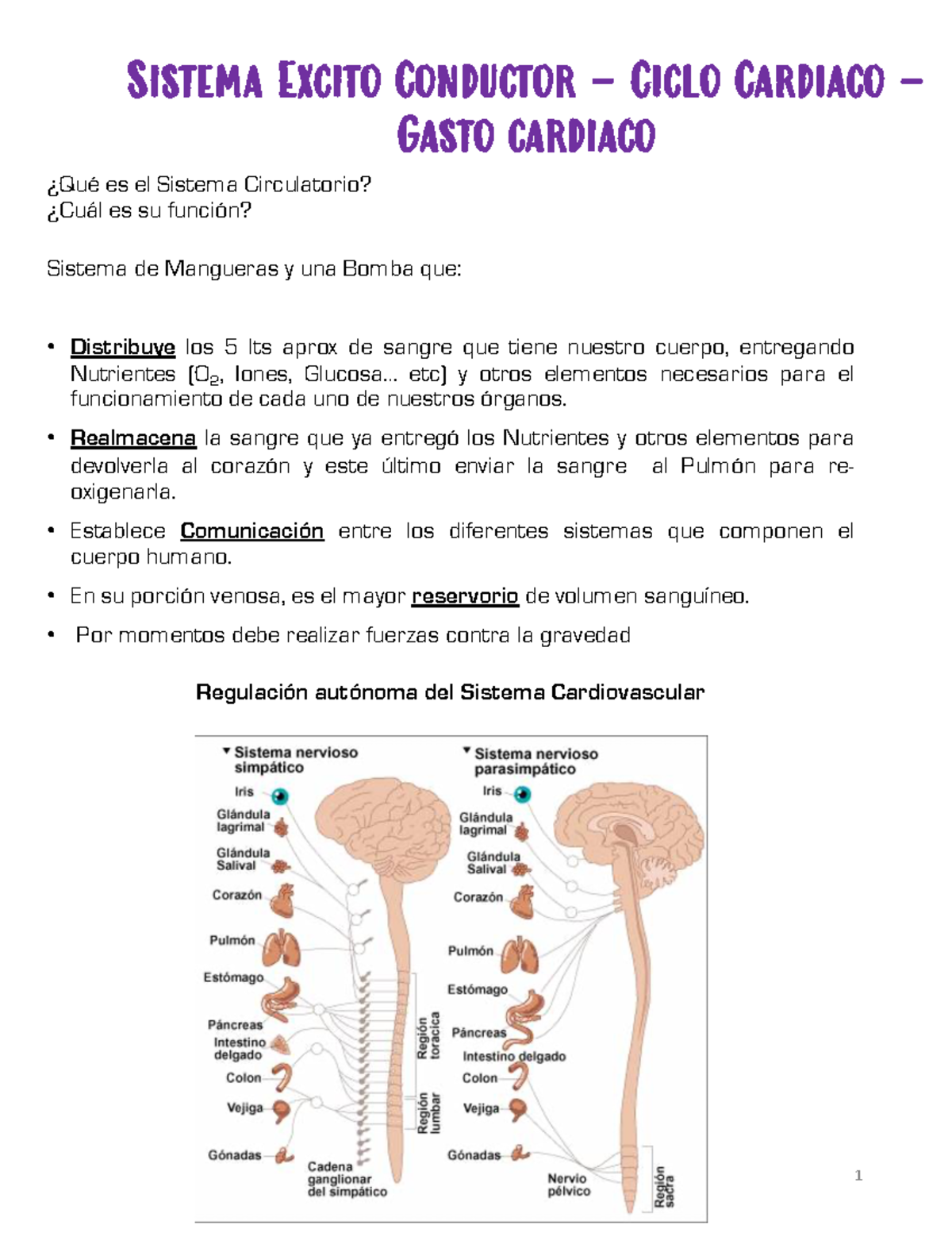 5. Sistema Excito Conductor – Ciclo Cardiaco – Gasto cardiaco - ¿Qué es ...