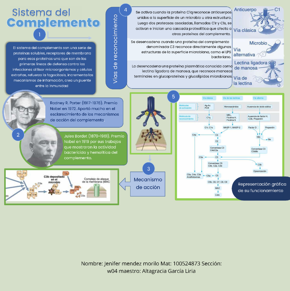 Infograma del sistema del complemento - Sistema del 4 Anticuerpo C1 Se activa cuando la proteína ...