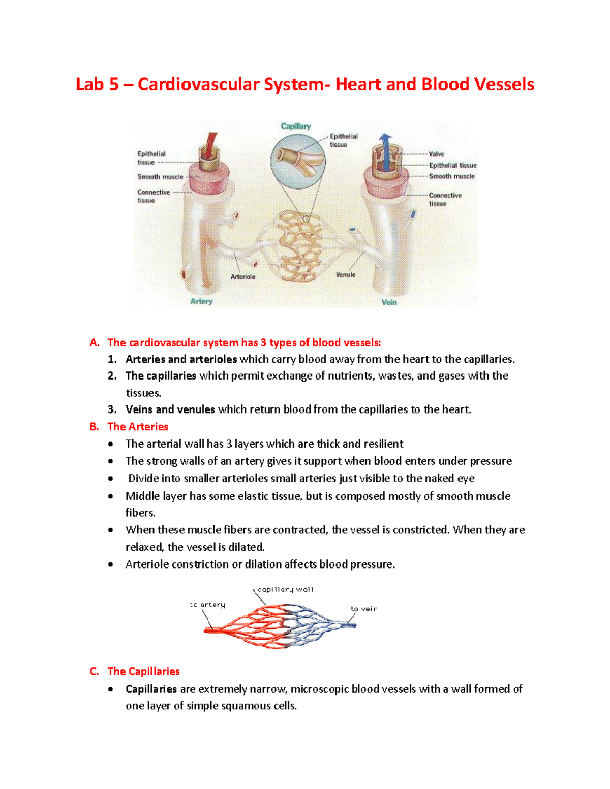 Lab 5. Cardiovascular System Notes docx - Lab 5 – Cardiovascular System ...