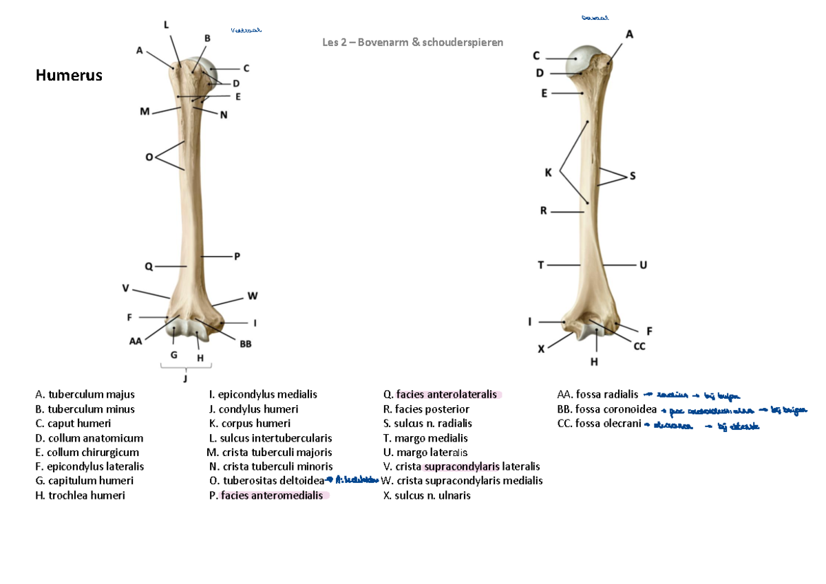 Les 2 - schouderspieren - Les 2 ʹ Bovenarm & schouderspieren Humerus A ...