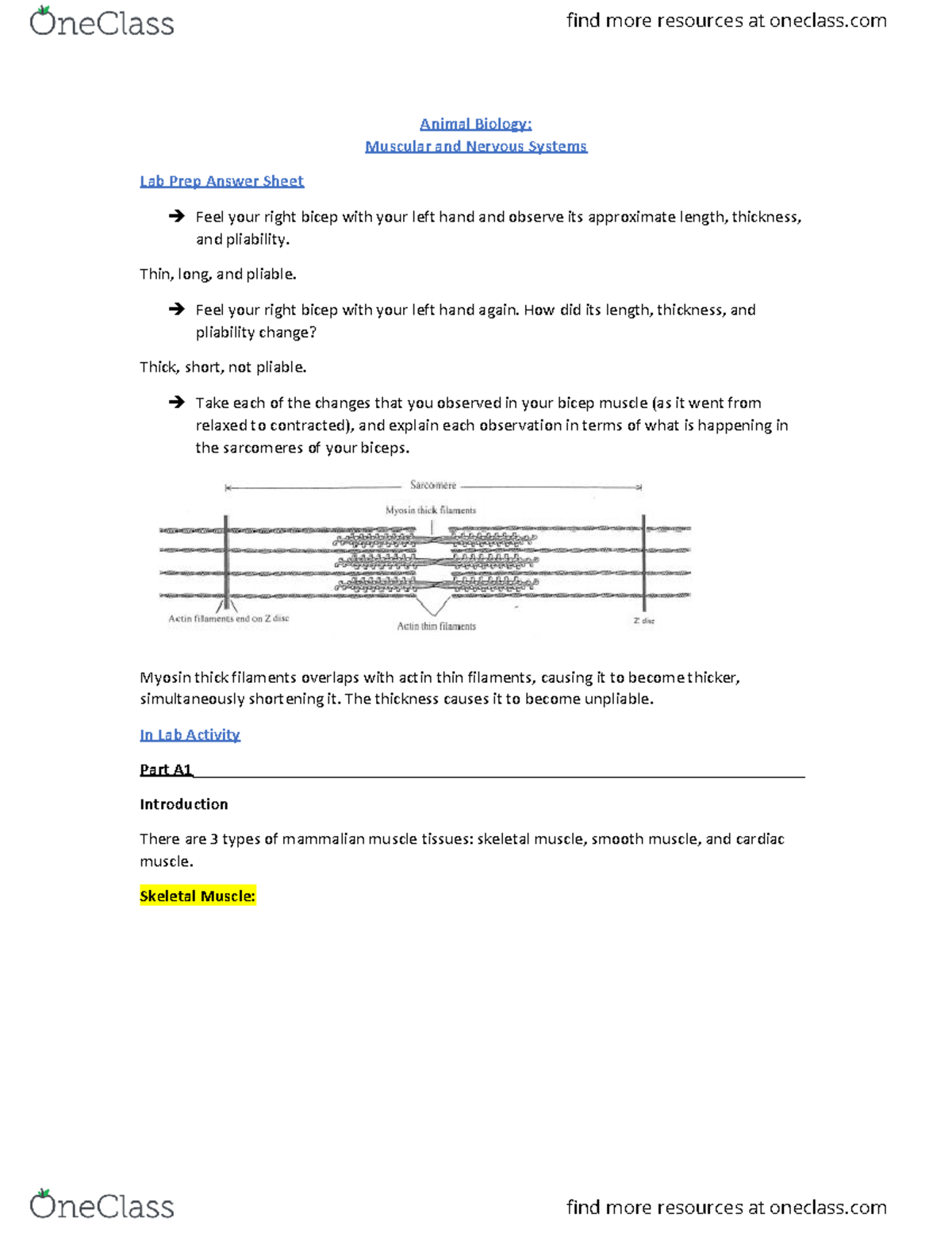 Bisc 101 nervous system - Animal Biology: Muscular and Nervous Systems ...
