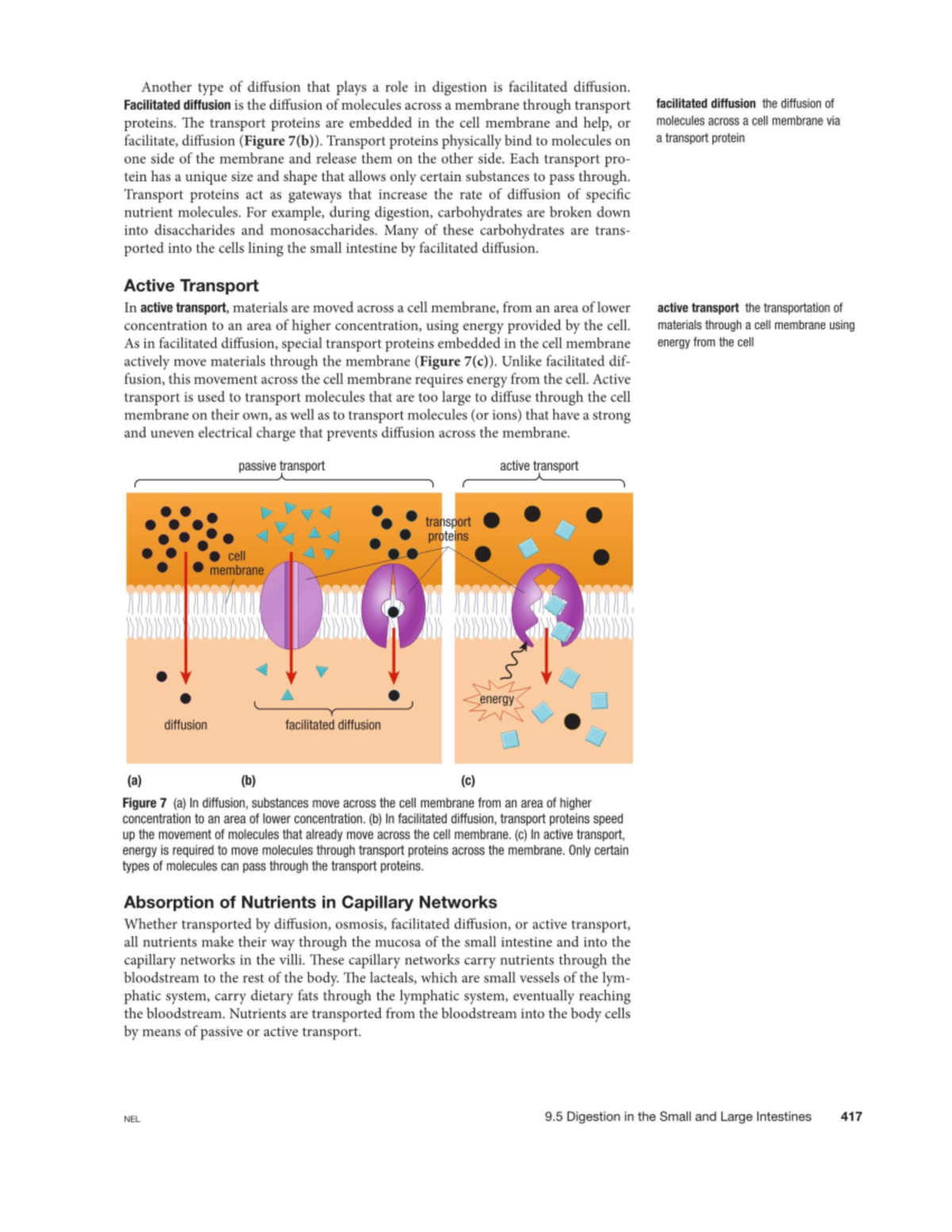 417 - pg 454 nelson textbook page Biology 11 end of chapter questions ...