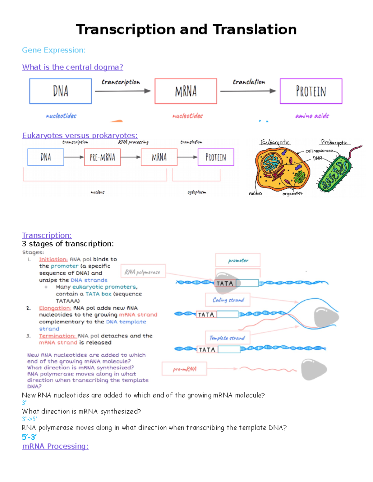 Chapter 14 Notetaker Finished - Transcription and Translation Gene ...