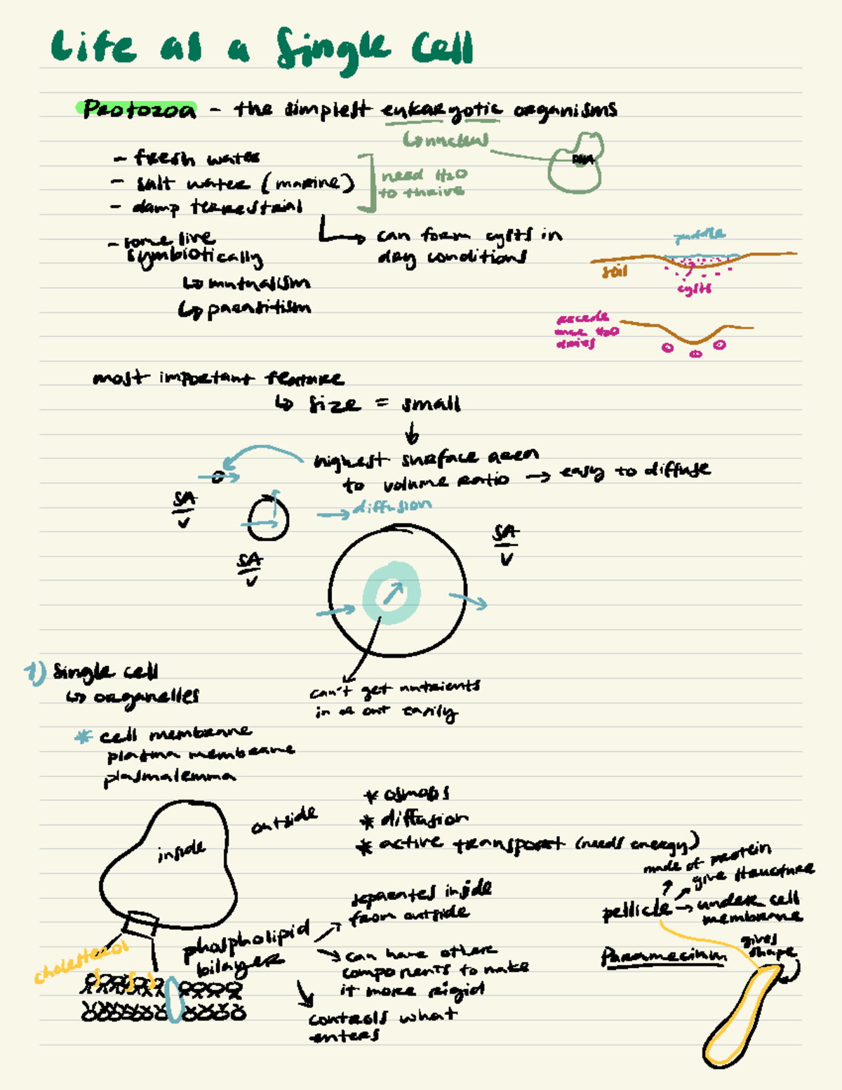Life as a Single Cell - Teacher Name: Nira Clark - life as a single ...