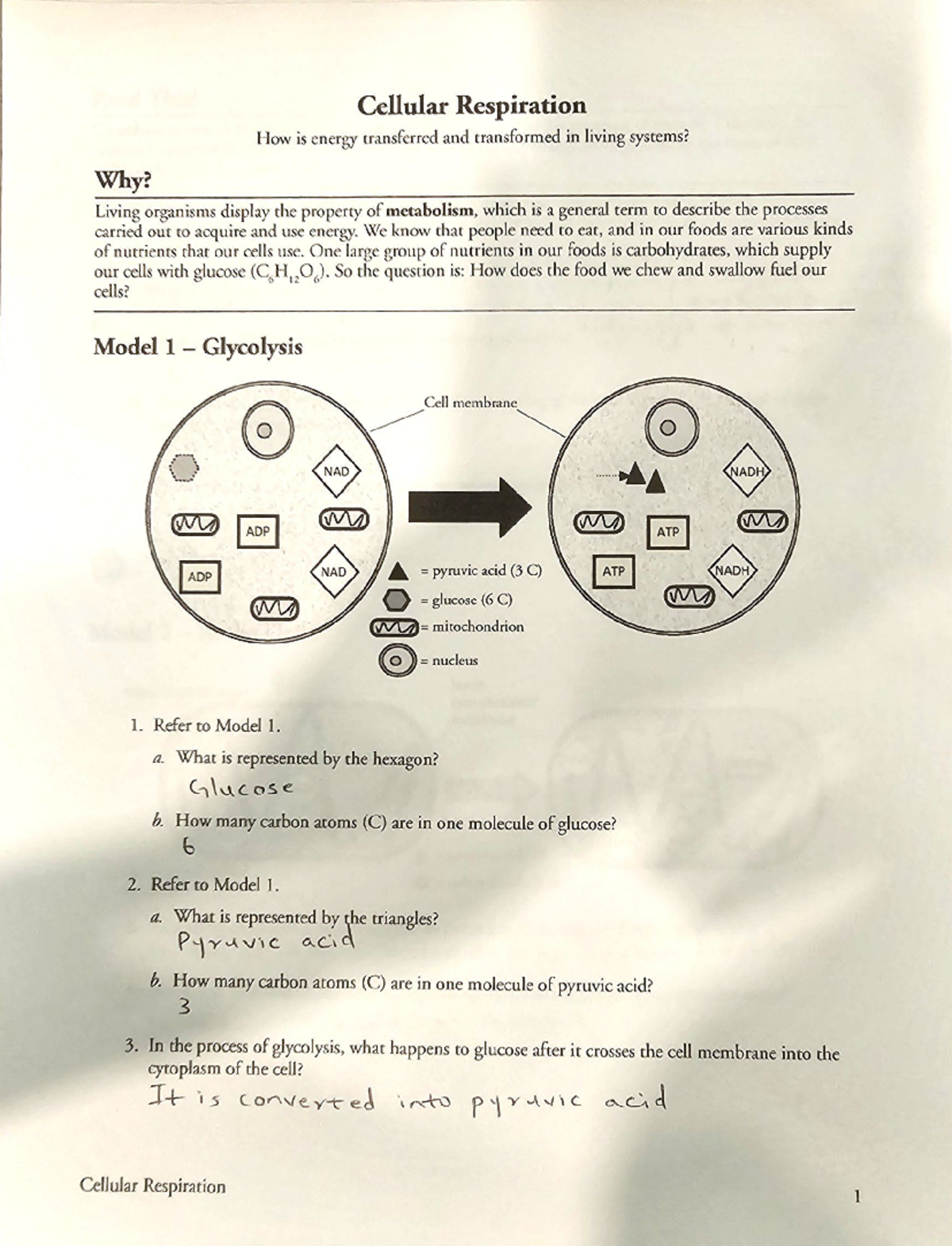 microbiology homework - Cellular Respiration How is energy transferred ...