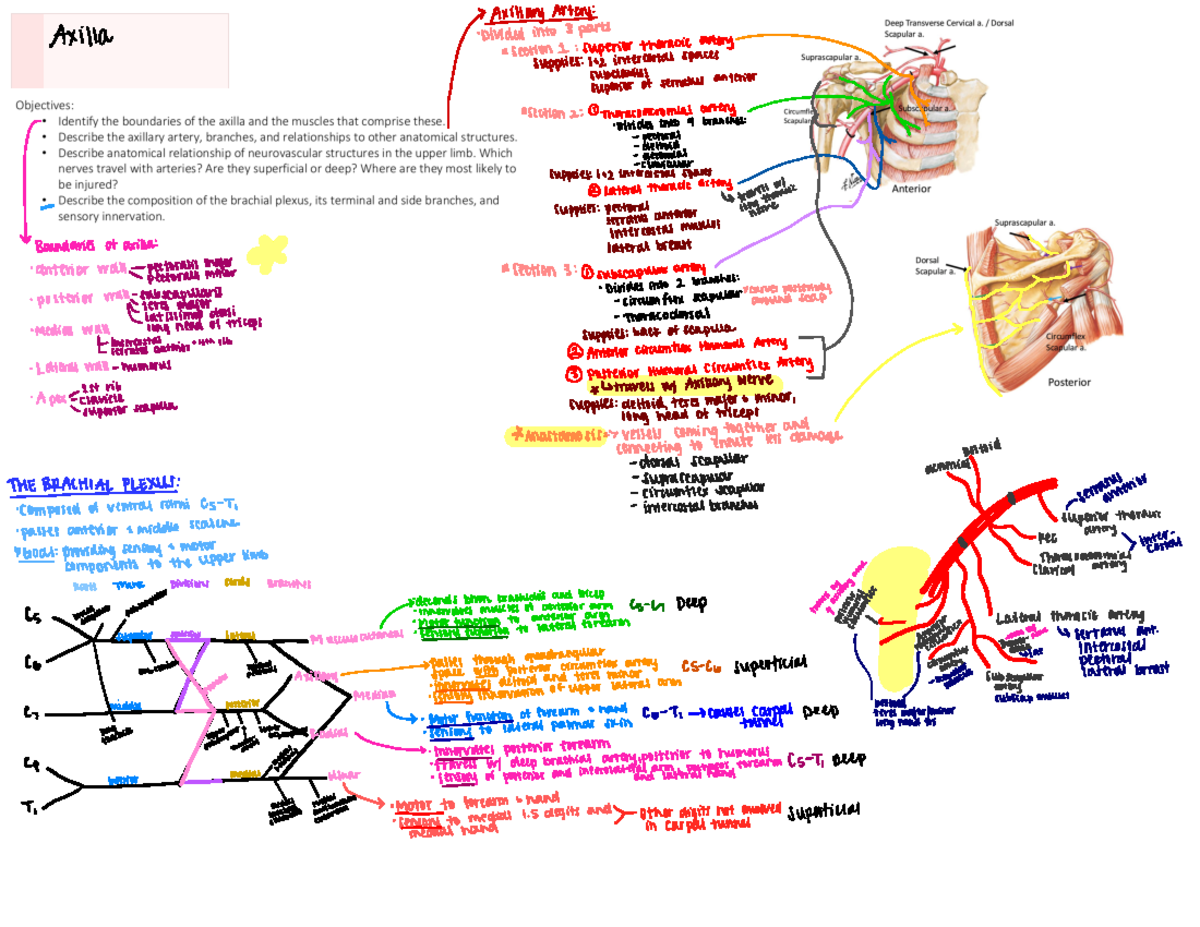 Axilla - Summary Human Anatomy - AxillaryArtery: ####### Axilla ...
