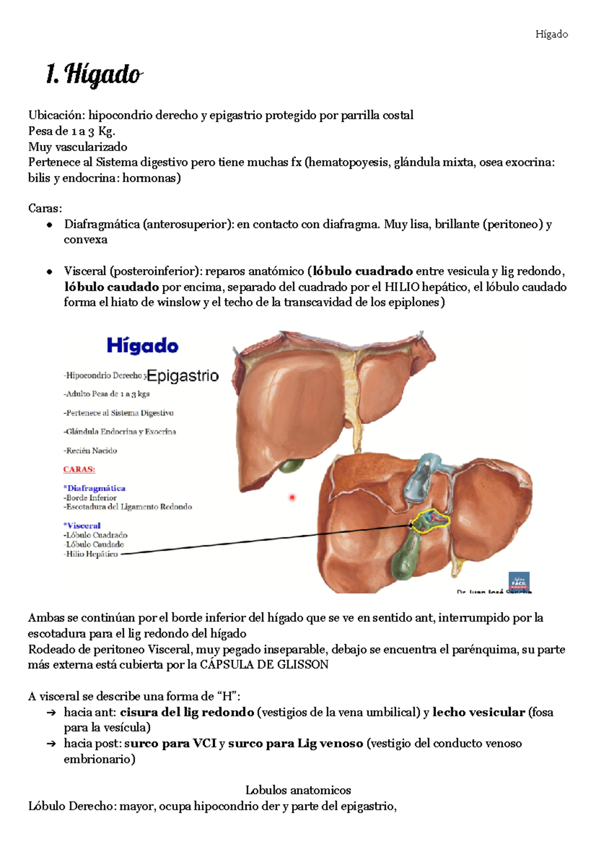 Hígado - Generalidades, segm hepatica, irrigacion, inervacion - Hígado ...