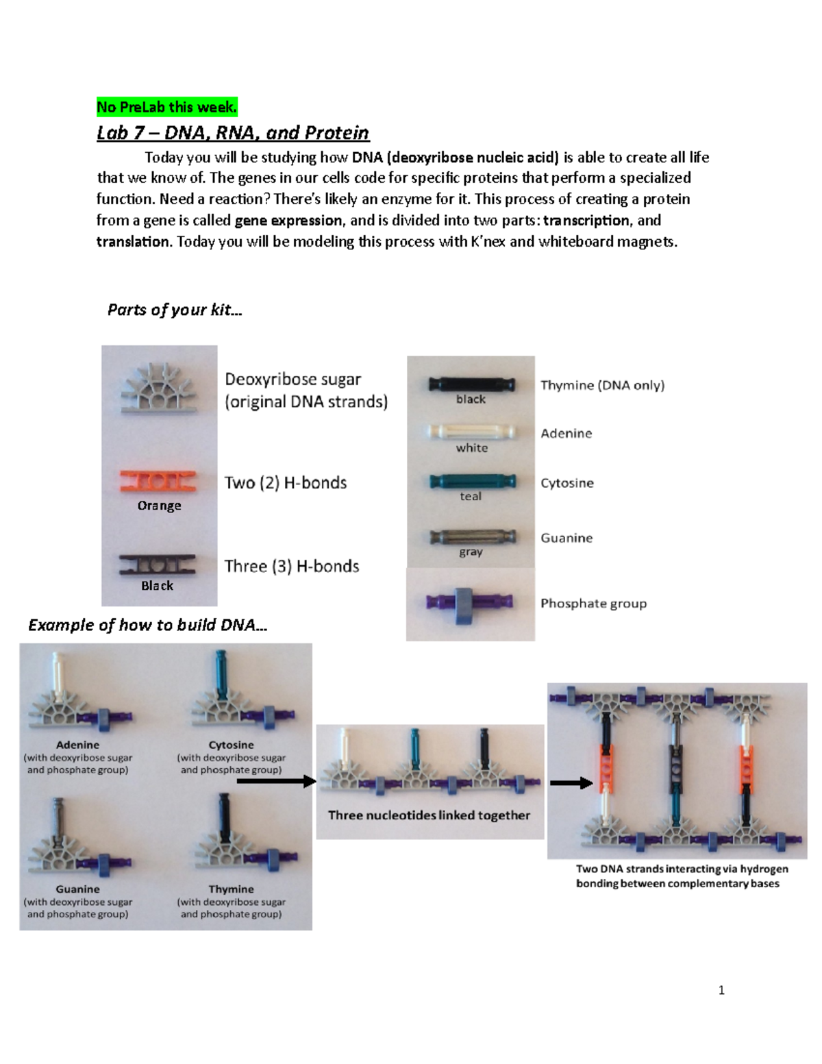 Lab 7- DNA, RNA, Protein 1-25-21 - No PreLab this week. Lab 7 – DNA ...