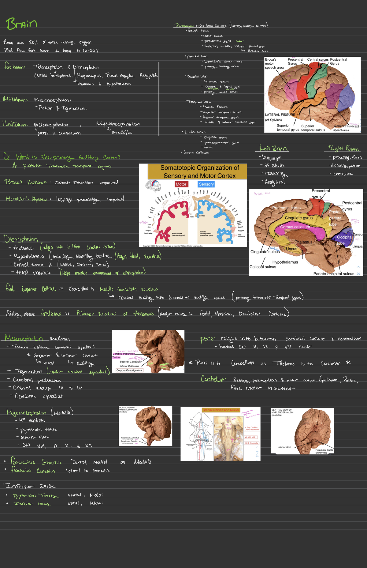 Brain - PAIN Telencephalon : higher brain functions ( learning , memory ...