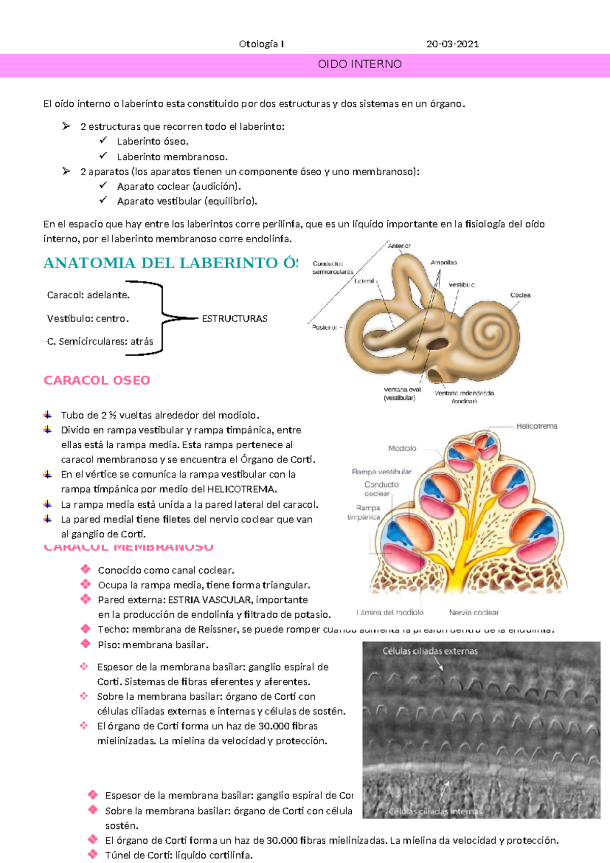 OÍDO Interno anatomia - Otología I 20-03- El oído interno o laberinto ...