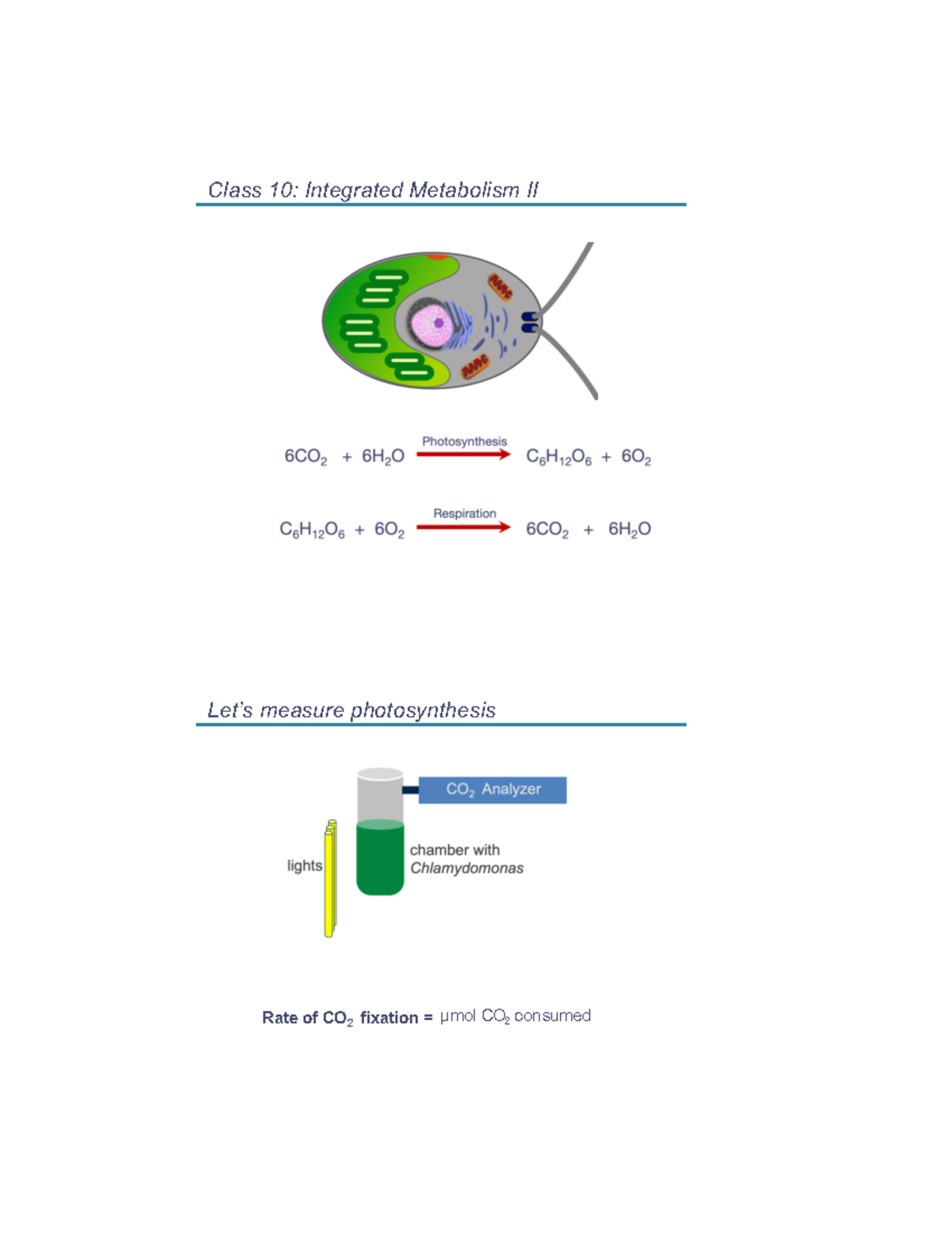 Class 10 notes 2024 - Class 10: Integrated Metabolism II Rate of CO 2 ...