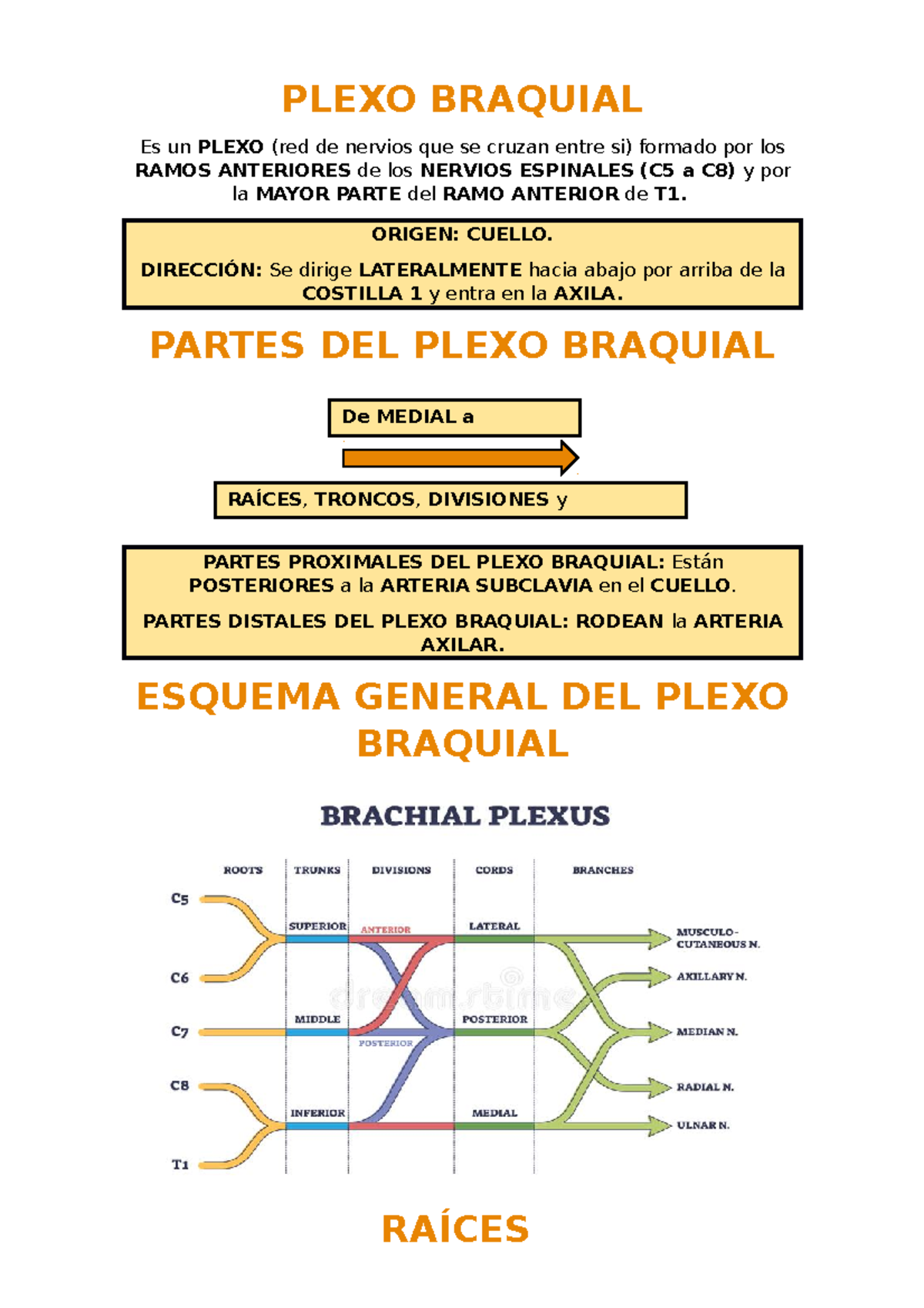 Plexo Braquial - PLEXO BRAQUIAL Es un PLEXO (red de nervios que se ...
