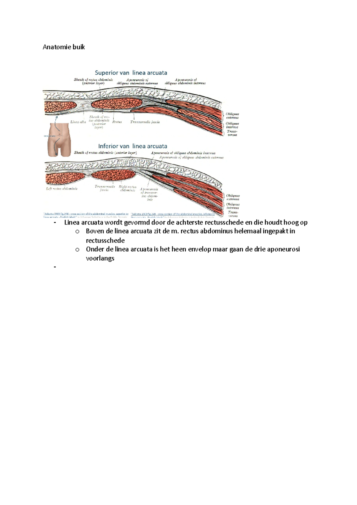 Anatomie buik - Anatomie buik Linea arcuata wordt gevormd door de ...