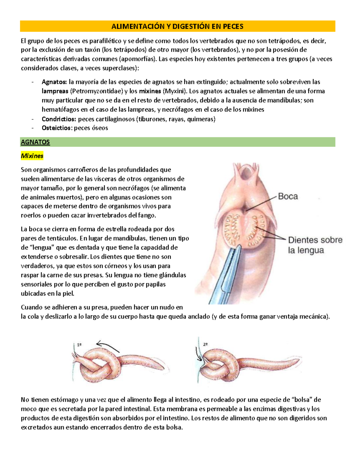 Digestion peces - Warning: TT: undefined function: 32 Warning: TT: undefined function: 32 - Studocu