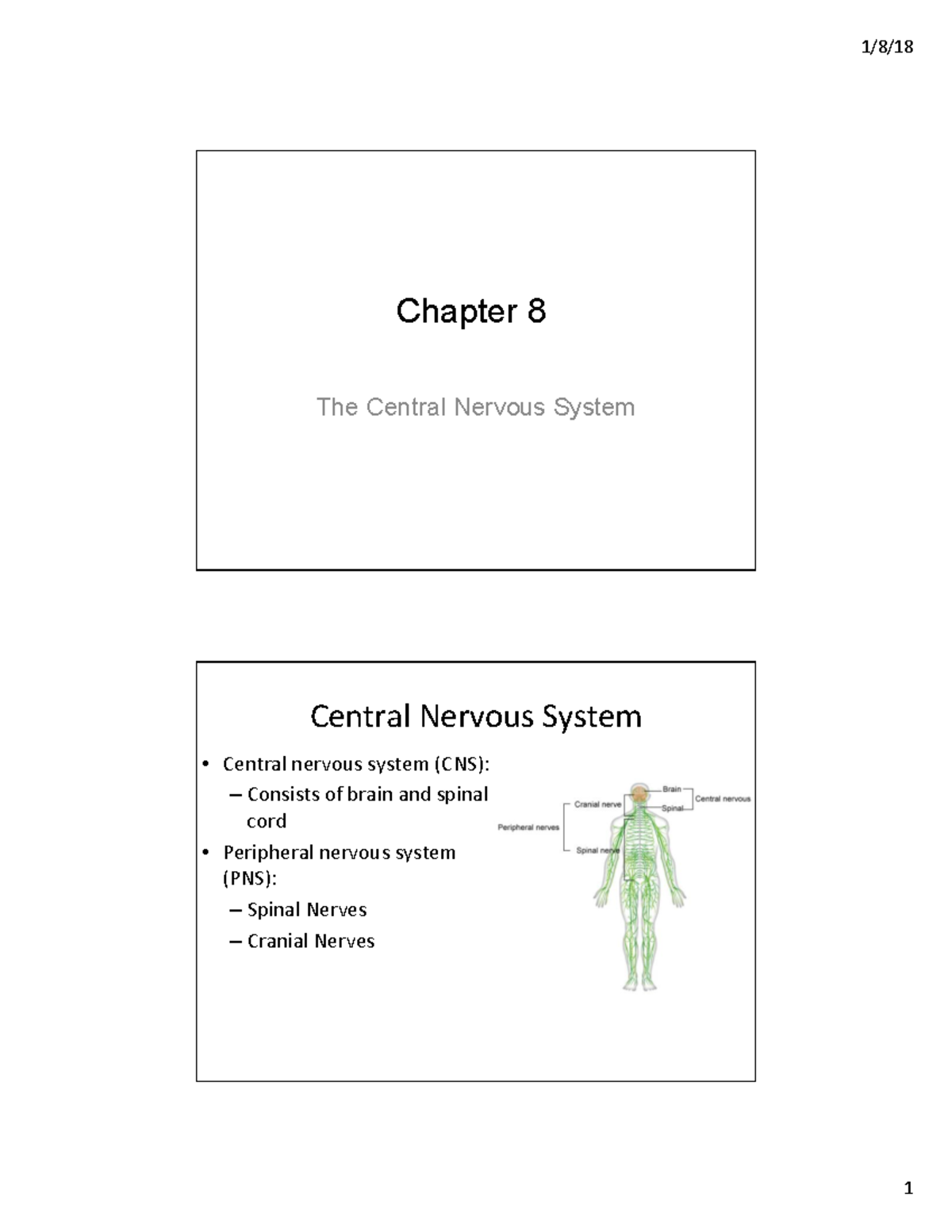 Fundamentals - Chapter 8 Lecture Notes - Chapter 8 The Central Nervous ...