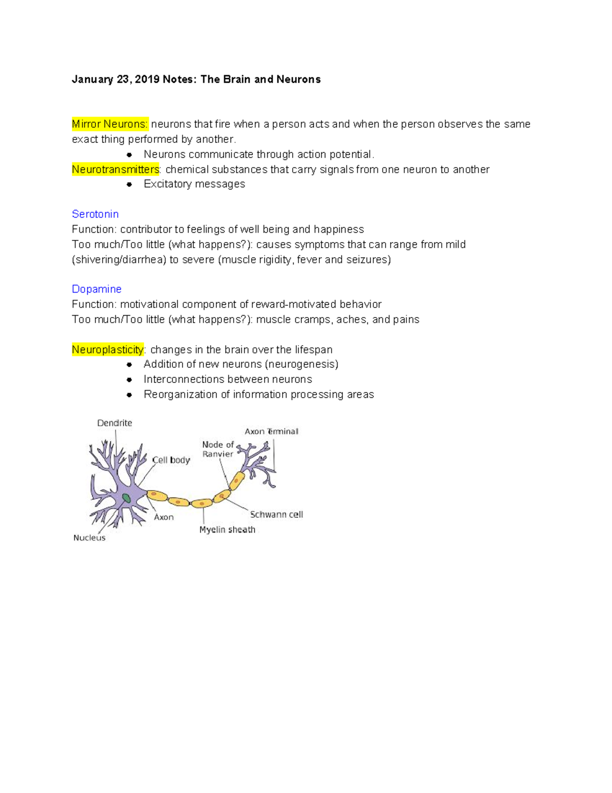 The Brain and Neurons - notes - January 23, 2019 Notes: The Brain and ...