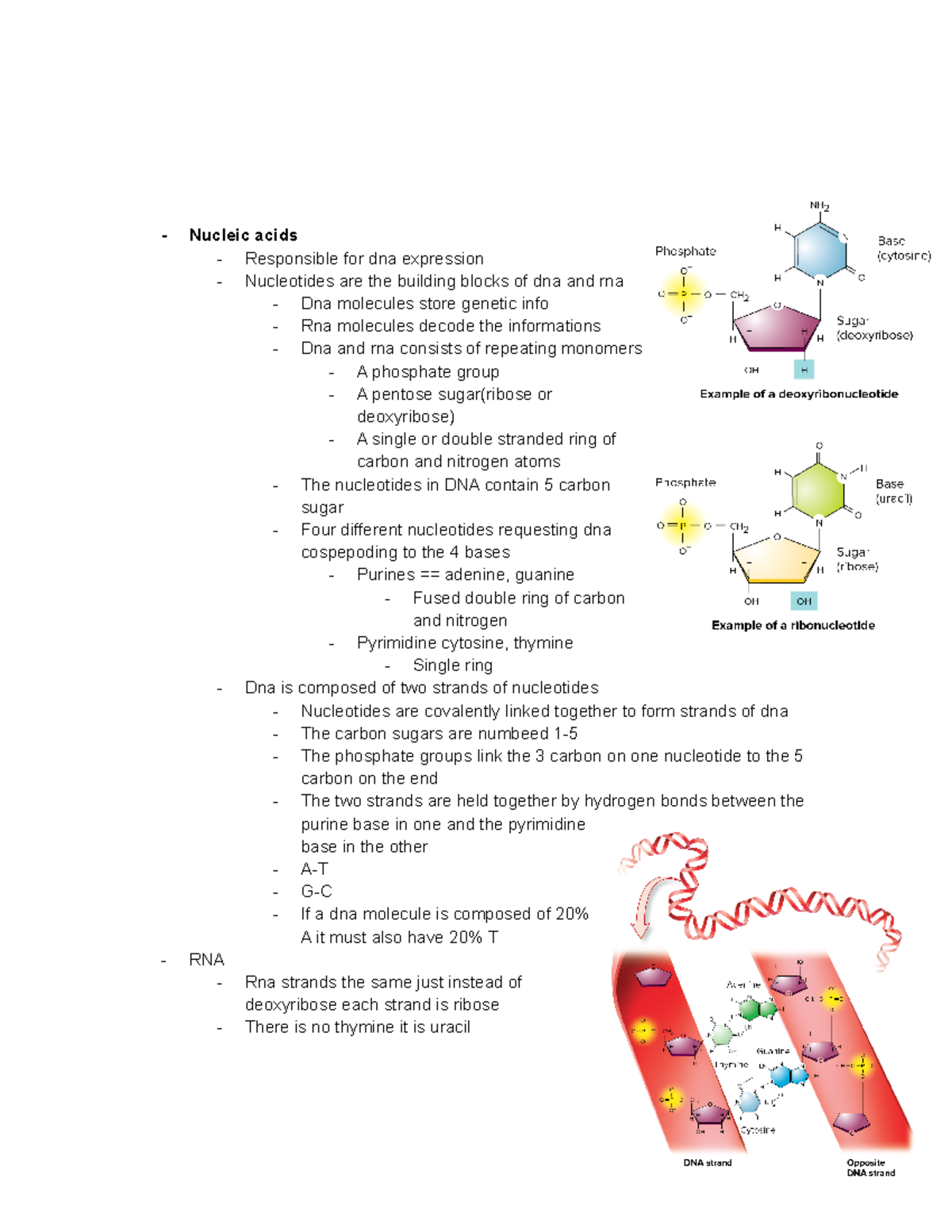 MCB Chapter 2 notes Part7 - Nucleic acids - Responsible for dna ...