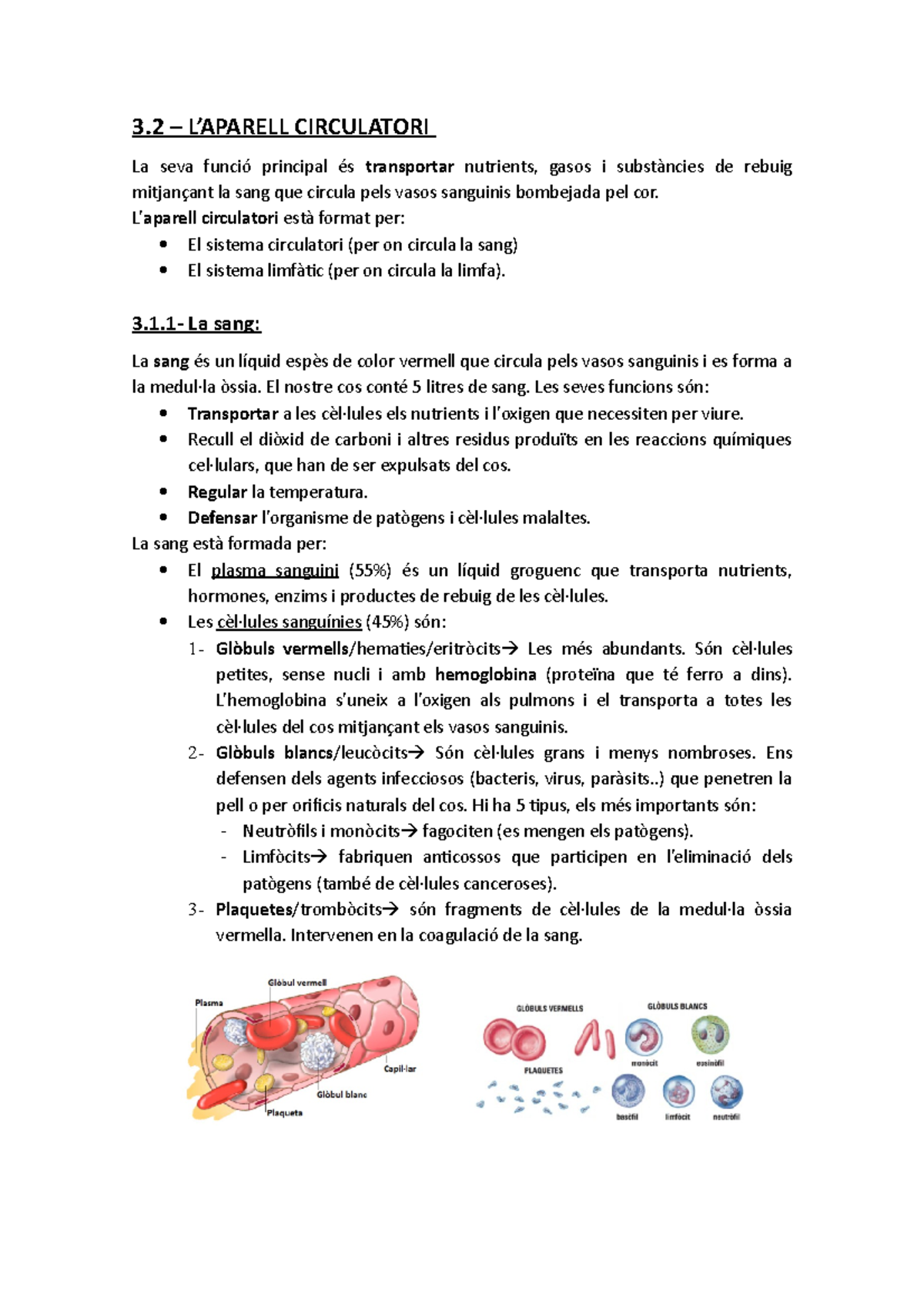 Apunts sistema circulatori - Biologia - UB - Studocu