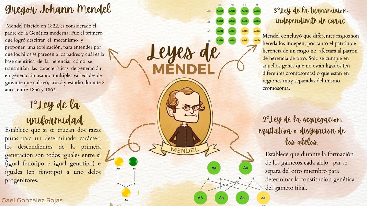 Leyes de mendel - Genética - Studocu