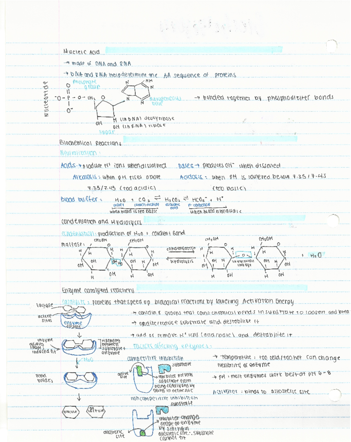 Biology Grade 12 Unit 1 Biochem Exam Notes P4 Studocu