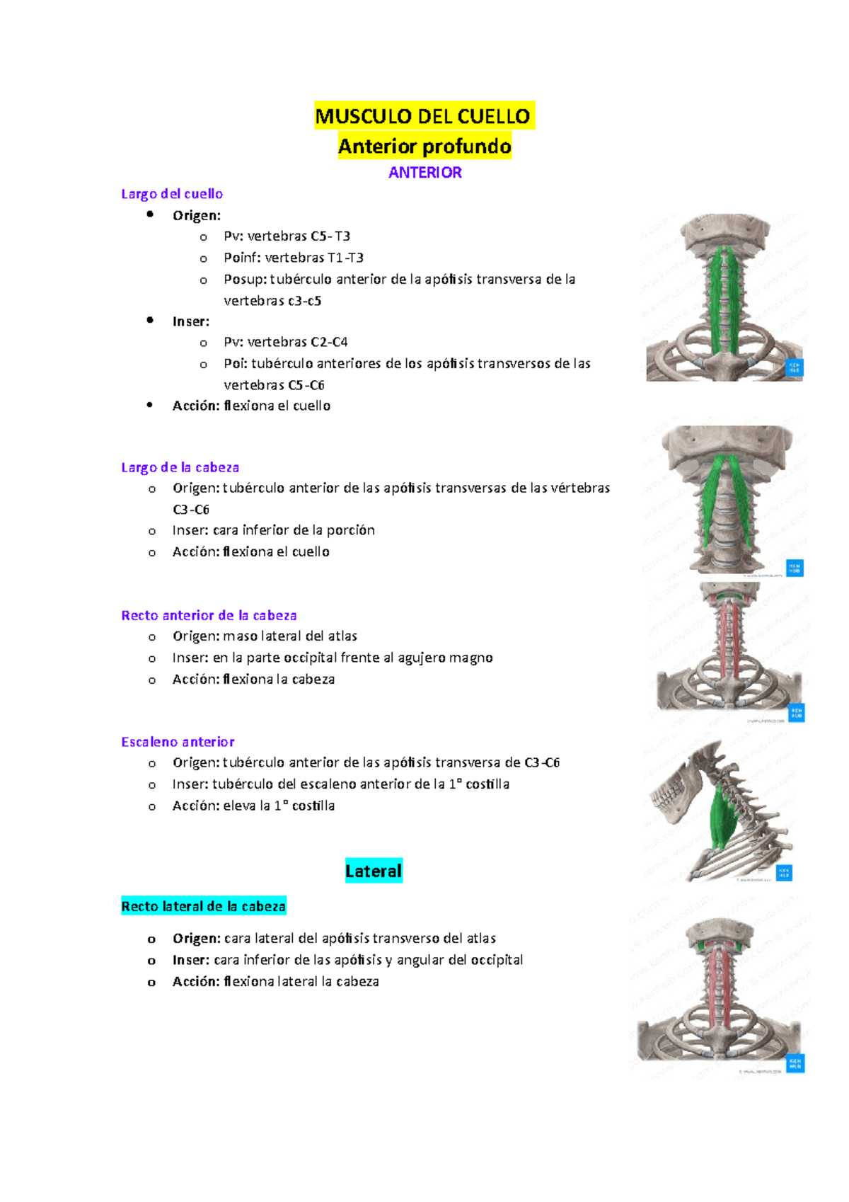 Musculos del cuello - son algunos resumen que no se si le falta ...