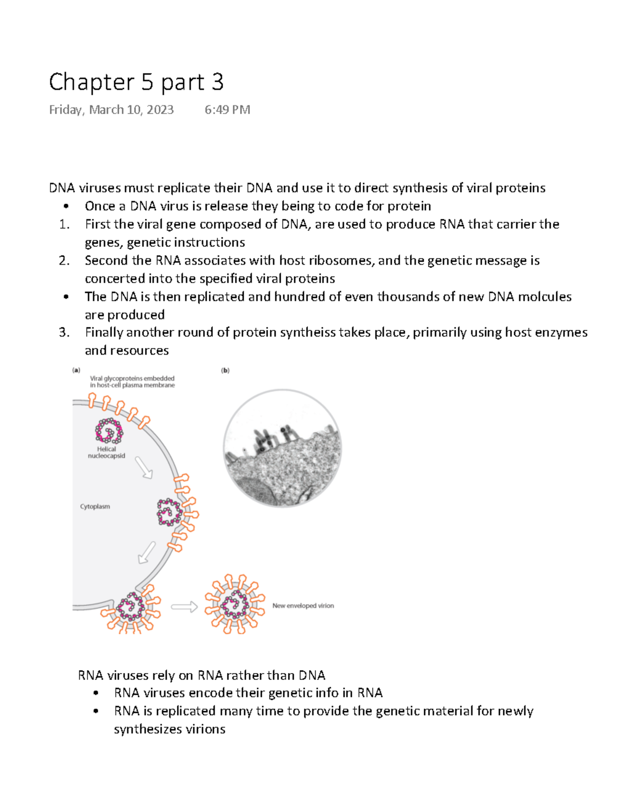 Chapter 5 part 3 - DNA viruses must replicate their DNA and use it to ...
