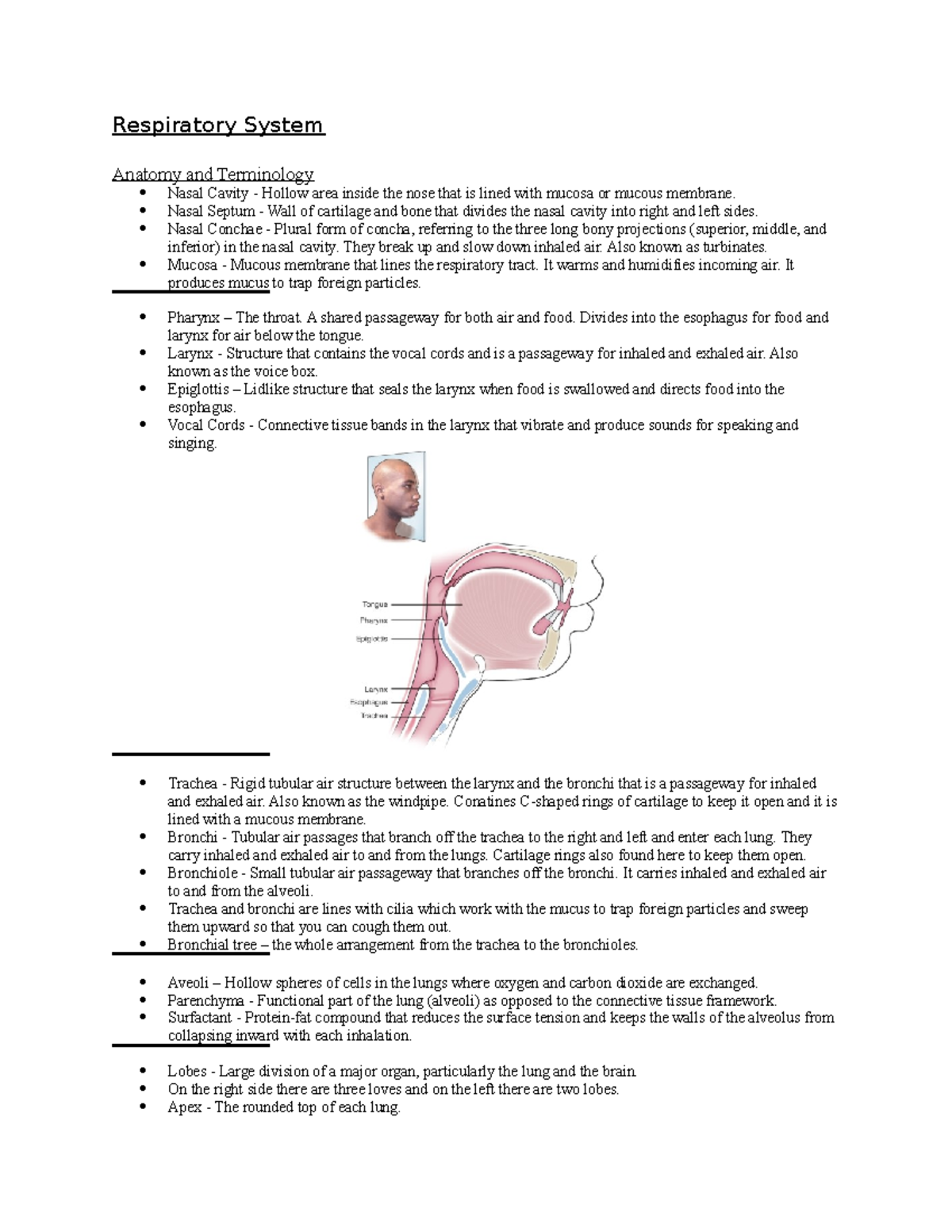 Respiratory System - Anatomy and terminology. Diseases and disorders ...