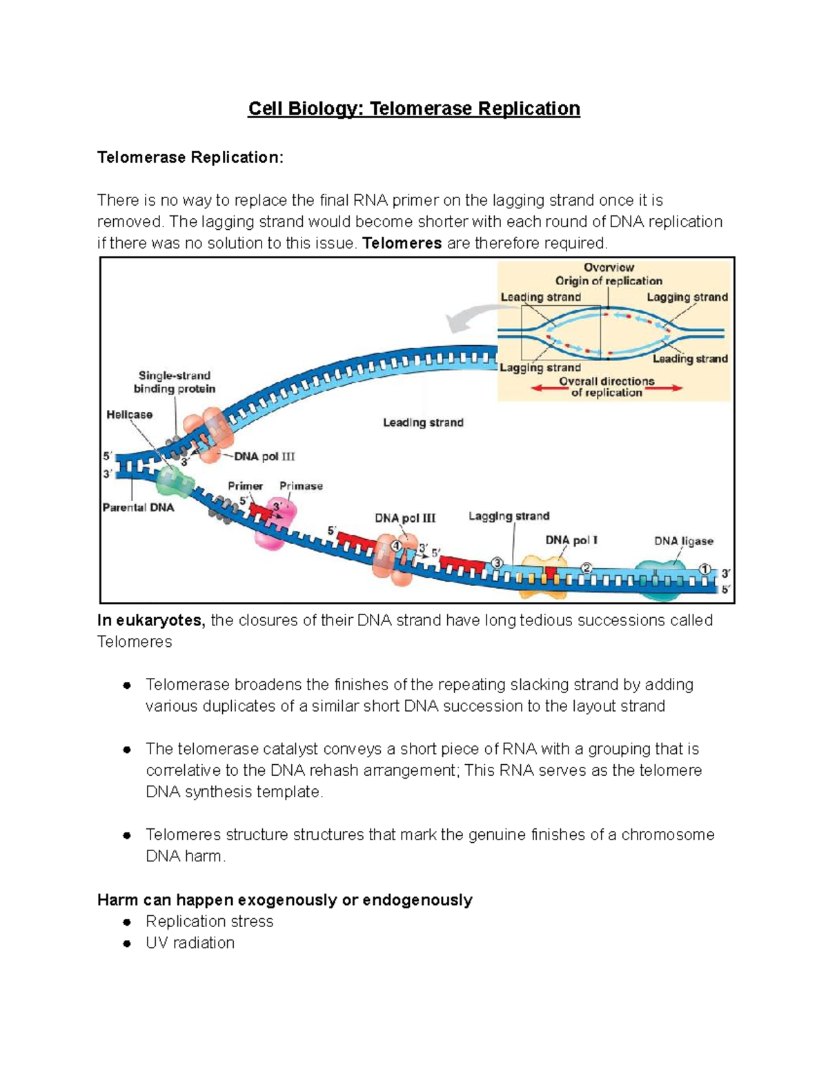Cell Biology Telomerase Replication - Cell Biology: Telomerase ...