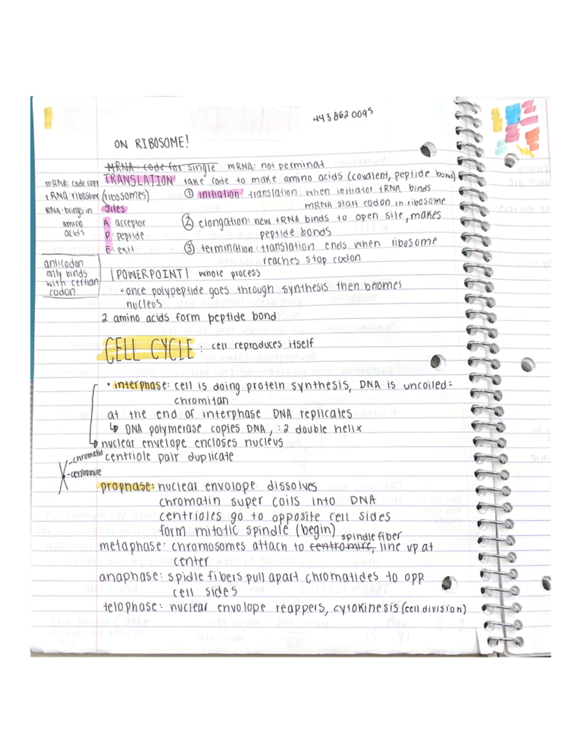 Anatomy (dragged) 22 - stacy ruch - _ Y AE f a4 868 ey ON RIBISOME! oo ...