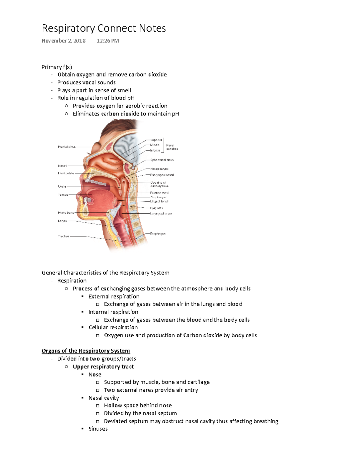 Respiratory System Notes - Respiratory Connect Notes November 2, 2018 ...
