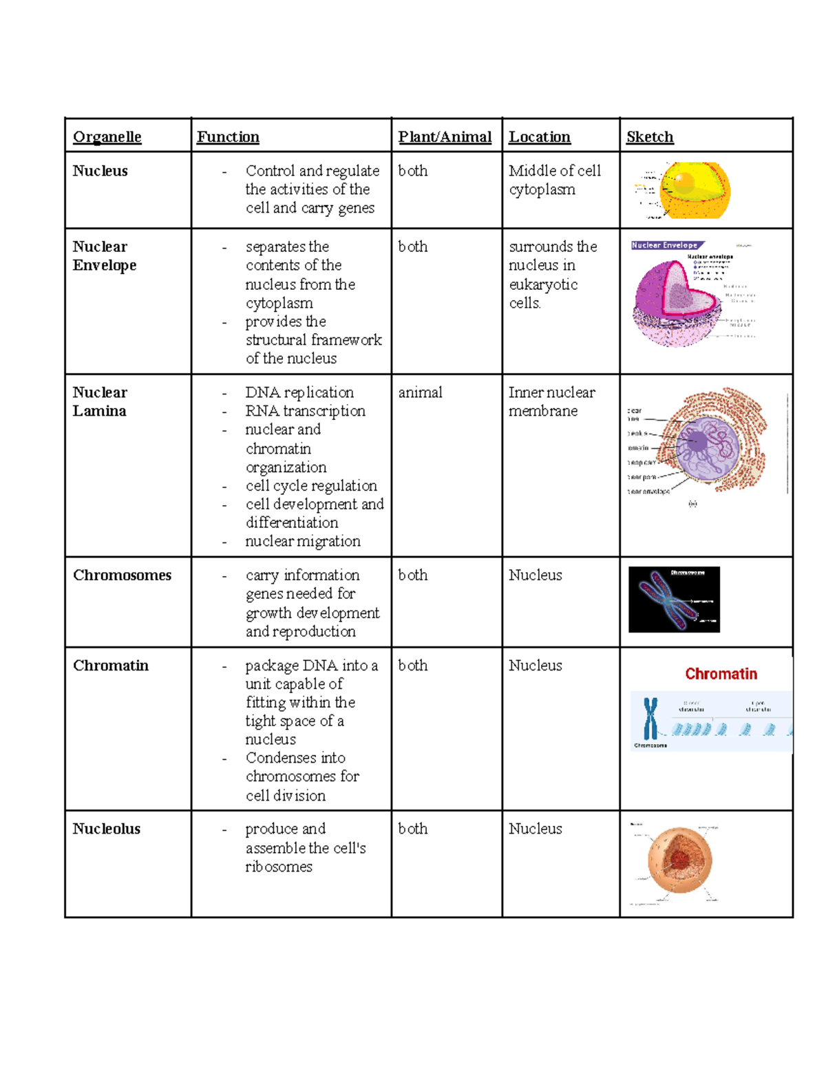 Organelle chart - read - Organelle Function Plant/Animal Location ...