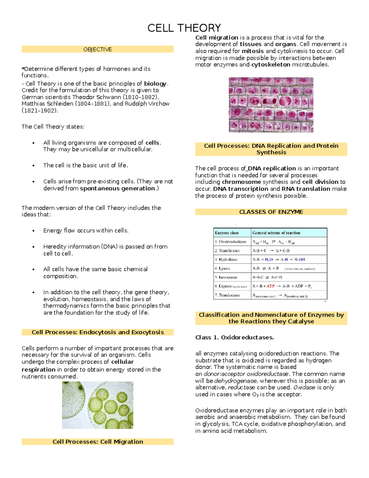 CELL Theory - CELL THEORY OBJECTIVE *Determine different types of ...